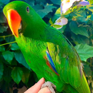Papagaio Eclectus Verde Premium Photo | Set Of Eclectus Parrot Flying