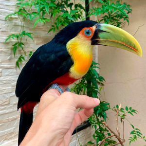 TUCANO-DE-BICO-VERDE (Ramphastos dicolorus) - Tucanos Brasil